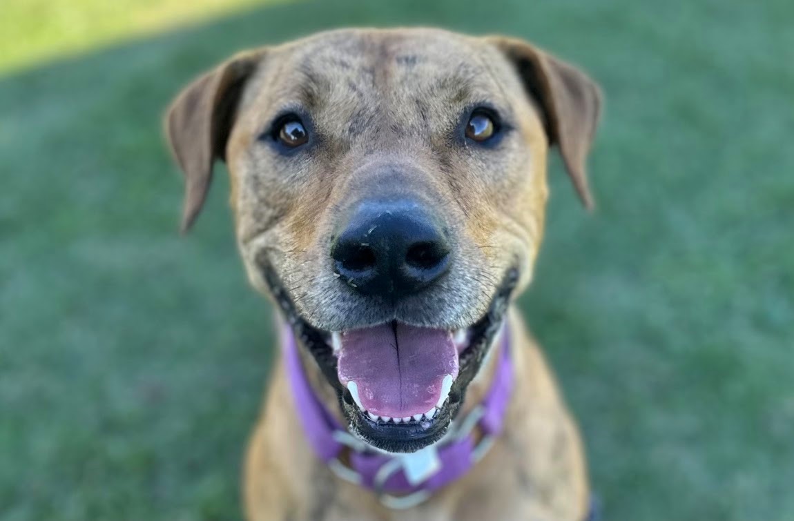 Maui Humane Society’s Pet of the Week: Kilo | News, Sports, Jobs - Maui ...